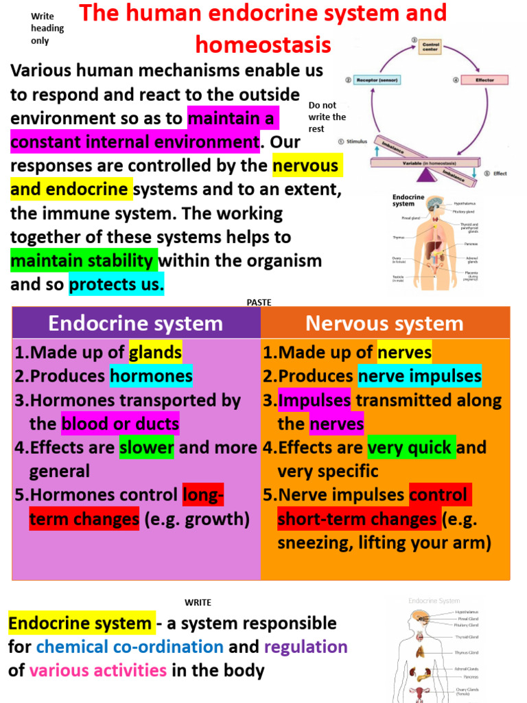 Endocrine System and Homeostasis Explained | PDF | Hormone | Endocrine ...