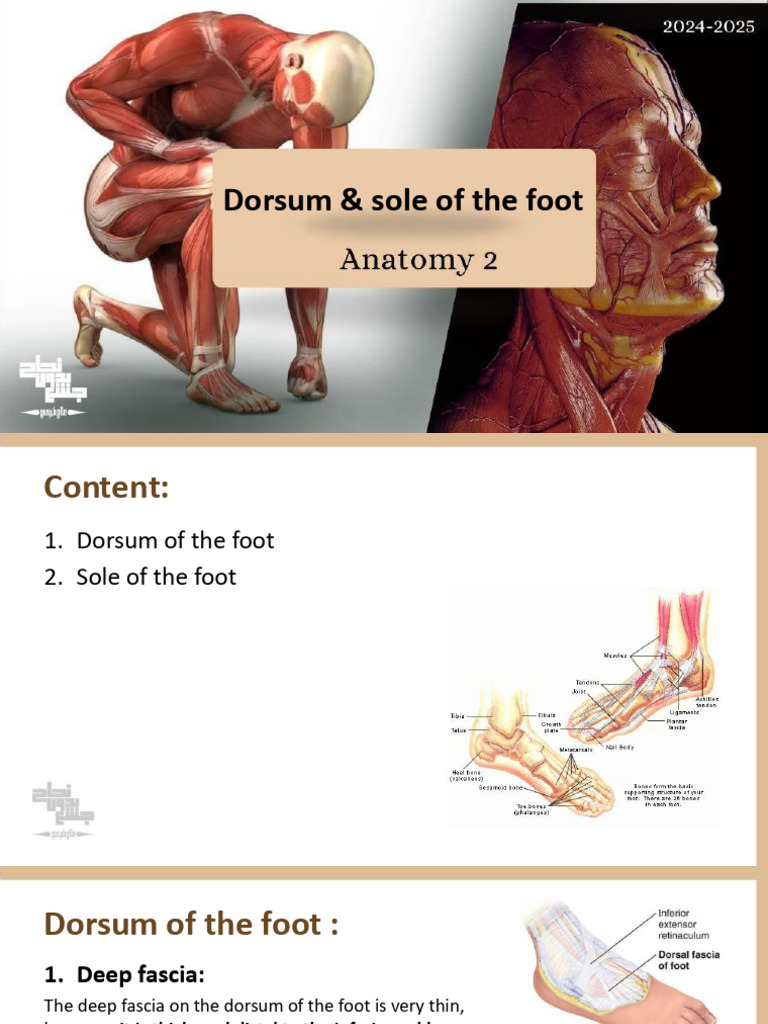 Anatomy of the Dorsum of the Foot | PDF | Foot | Ankle