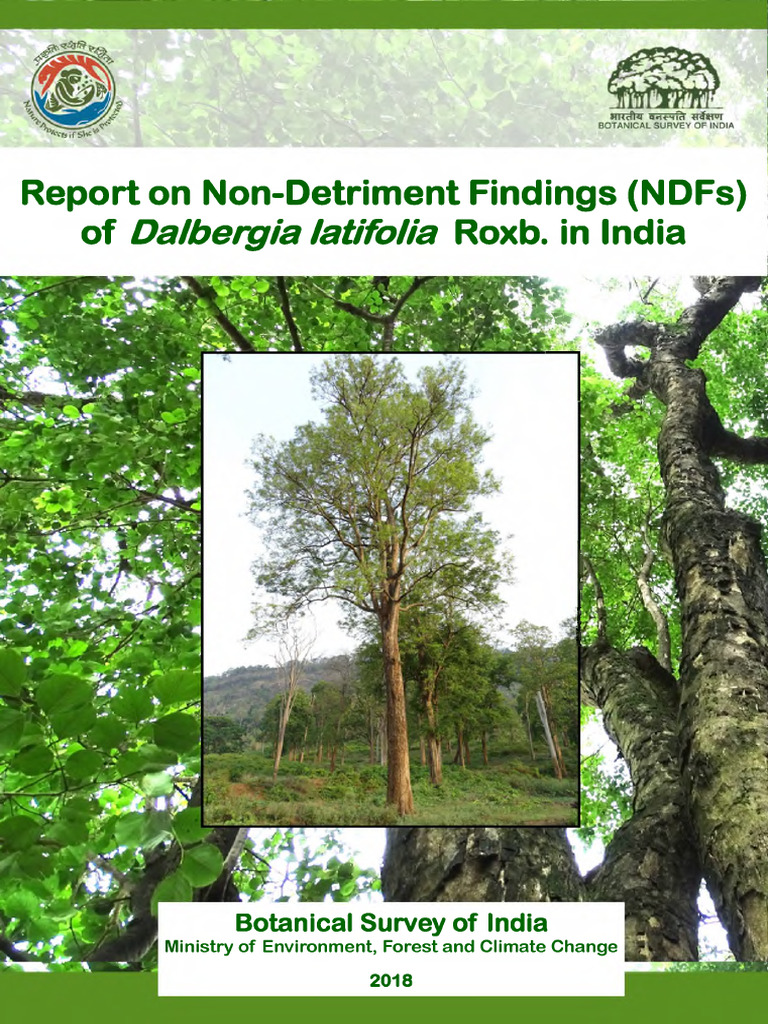 NDF Report - Dalbergia Latifolia-Low | PDF | Botany | Plants