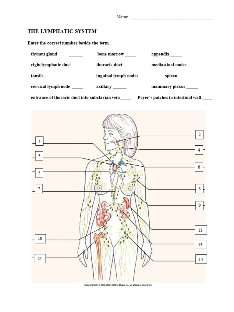 Lymphatic System Labeling Activity | PDF