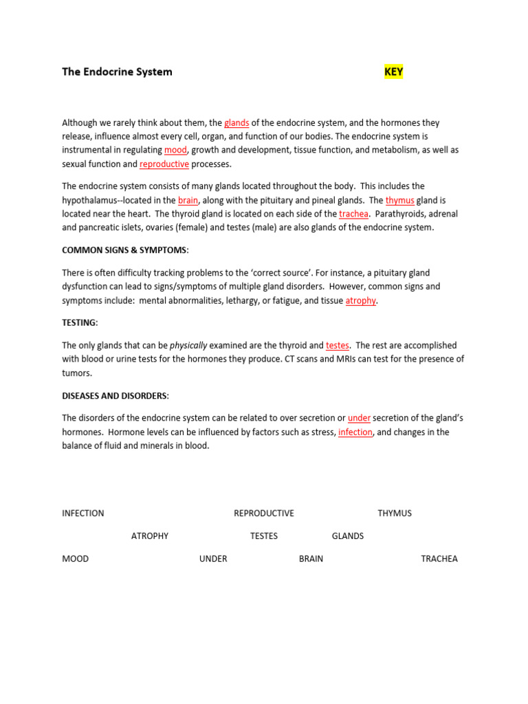 Endocrine System Fill in The Blank Handout - Key | PDF