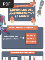 La Quitina Características y Funciones | PDF