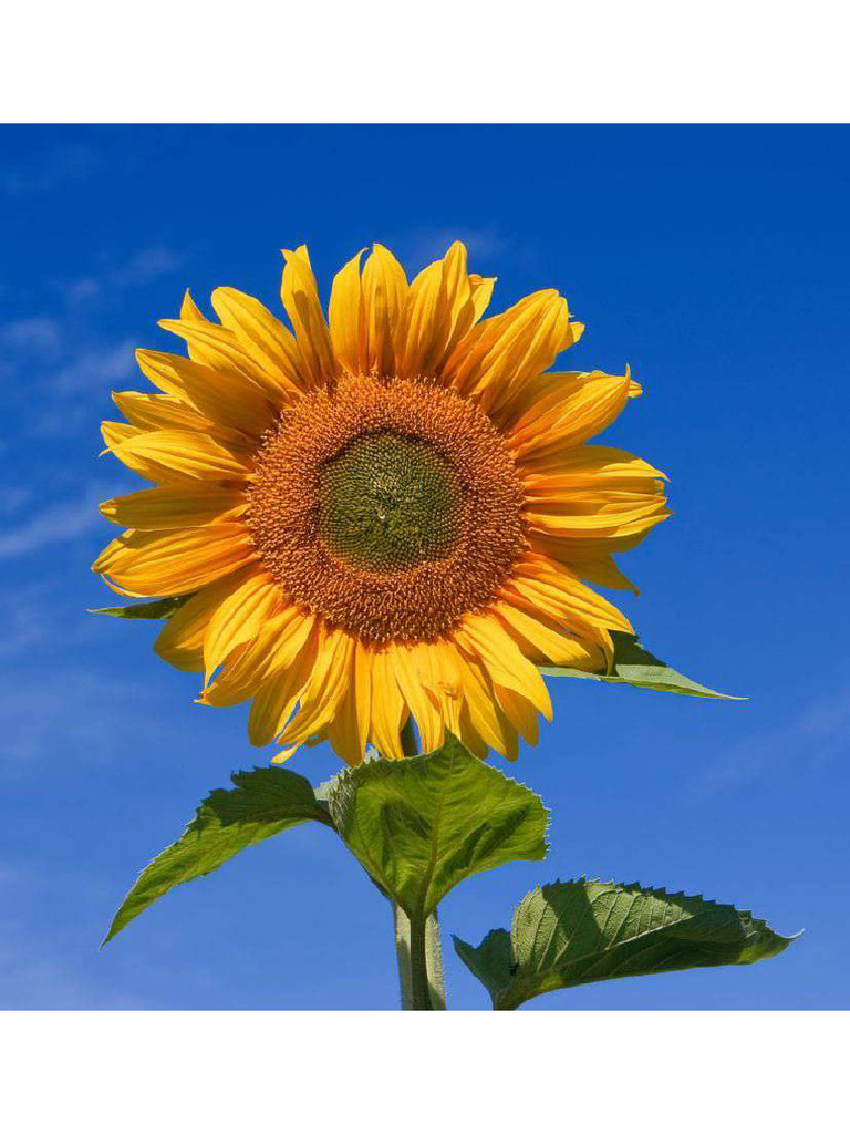 Gira Sol | PDF
