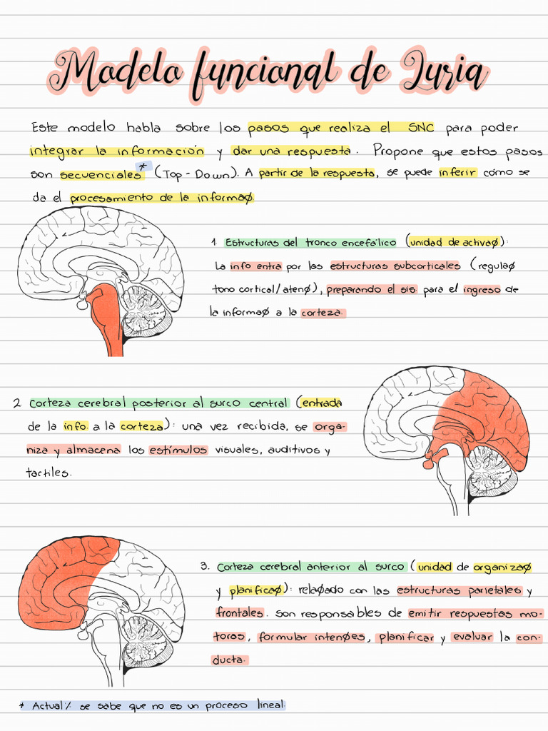 Clase 1 Modulo Funcional de Luria - 250430 - 233345 | PDF
