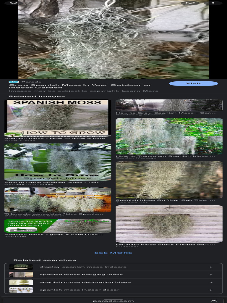 Spanish Moss Indoors - Google Search | PDF