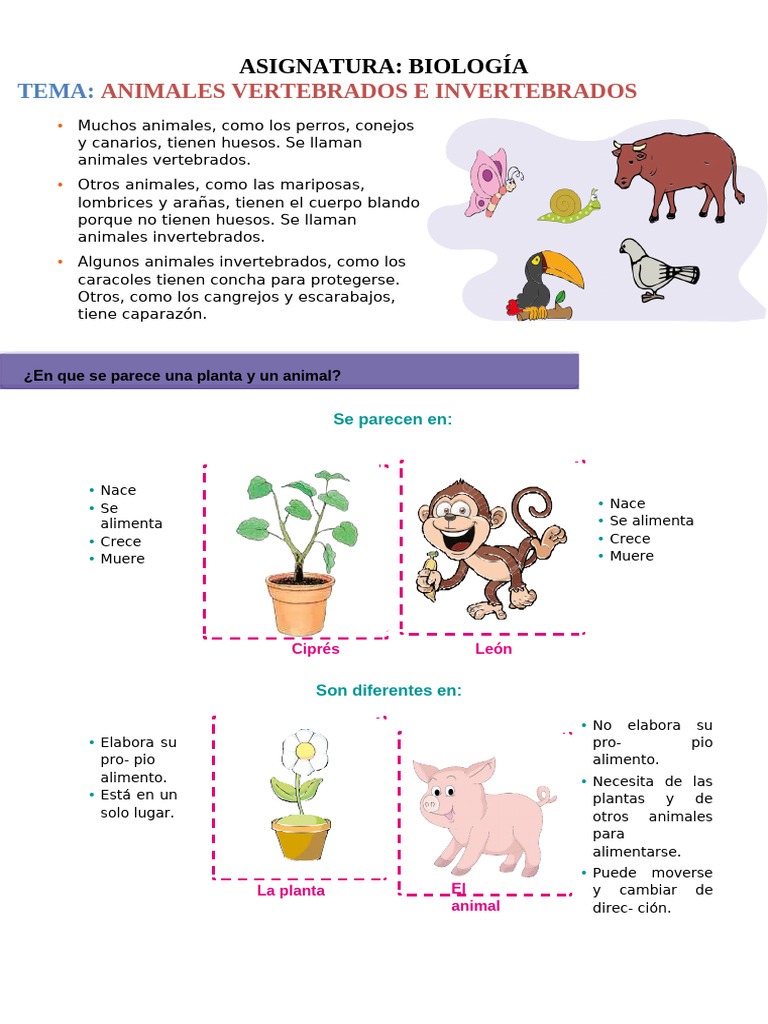 Animales Vertebrados e Invertebrados | PDF | Aves | Insectos