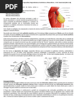 Anatomia e Fisiologia das Mamas | PDF | Seio | Anatomia