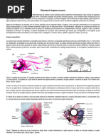 Analisis de Rocabado | PDF | Anatomía | Trastornos musculoesqueléticos
