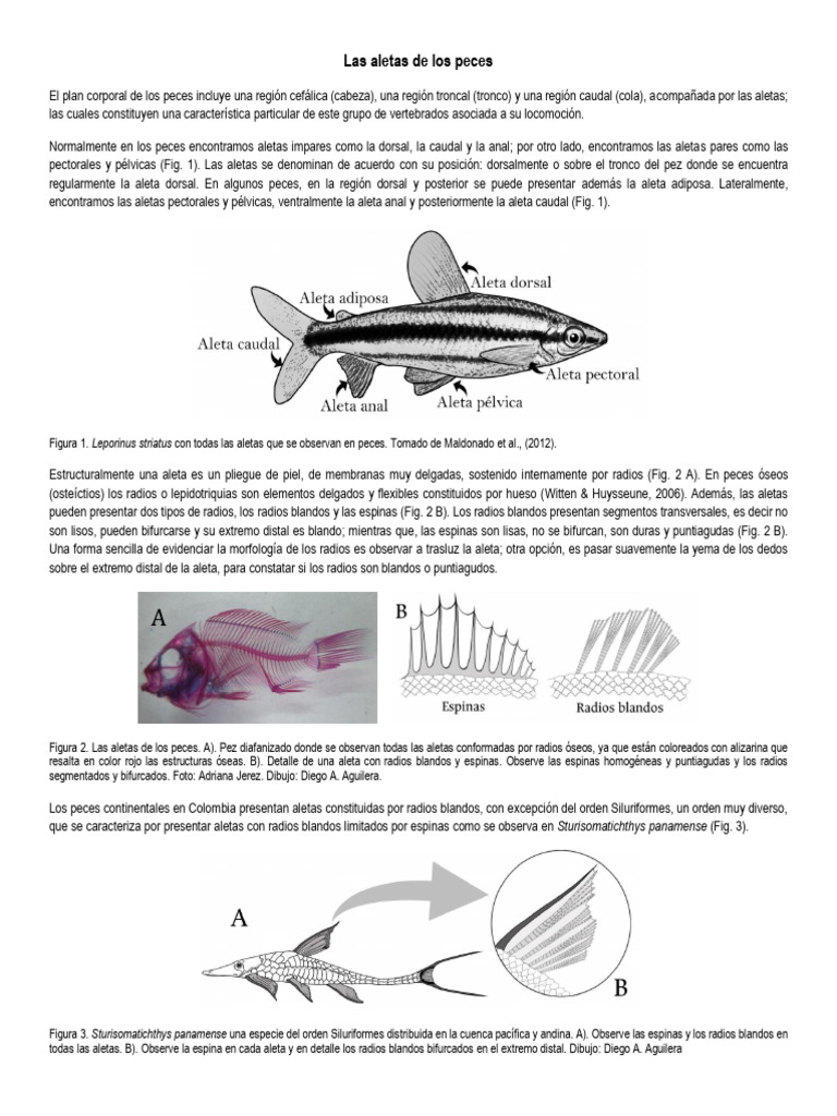Tipos y funciones de las aletas en peces | PDF | Pescado | Vertebrados ...