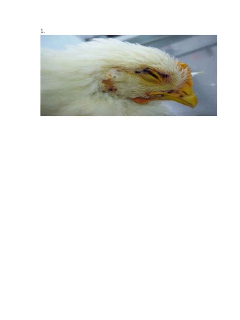 Pollo | PDF
