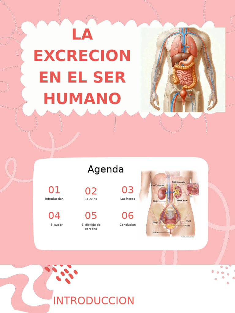 La Excrecion en El Ser Humano | PDF | Sistema urinario | Orina