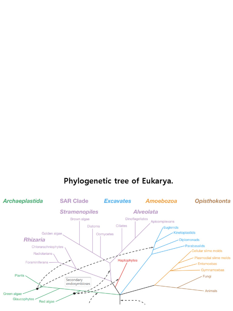 Eukaryotic Supergroups Overview | PDF | Algae | Eukaryotes