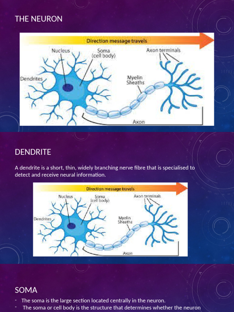 Module 2 - Neuron Ad Brain Structure and Function | PDF | Neuron | Axon
