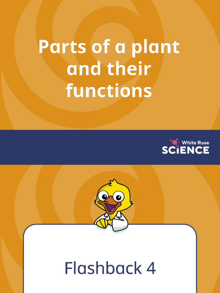 Y3 Summer Block 1 TS1 Parts of A Plant and Their Functions | PDF ...