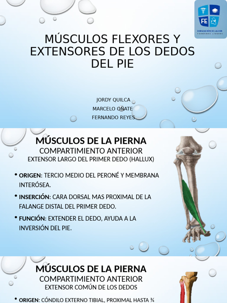 Presentacion Músculos Flexores y Extensores de Los Dedos Del Pie | PDF ...