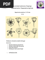 Morfología de Frutos: Silicua y Cipsela | PDF | Fruta | Morfología Vegetal