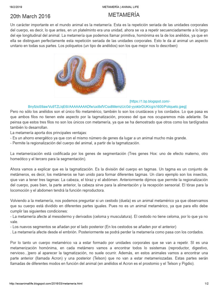 Metamería - Animal Life | PDF | Biología