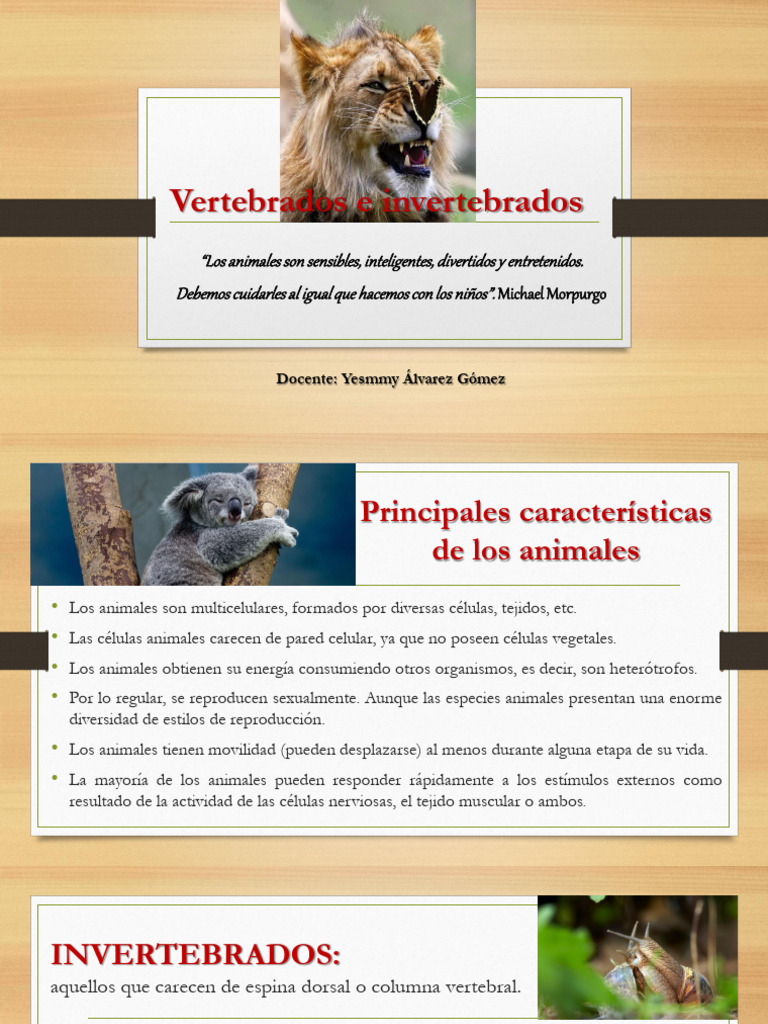 Invertebrados y Vertebrados | PDF | Vertebrados | Invertebrado