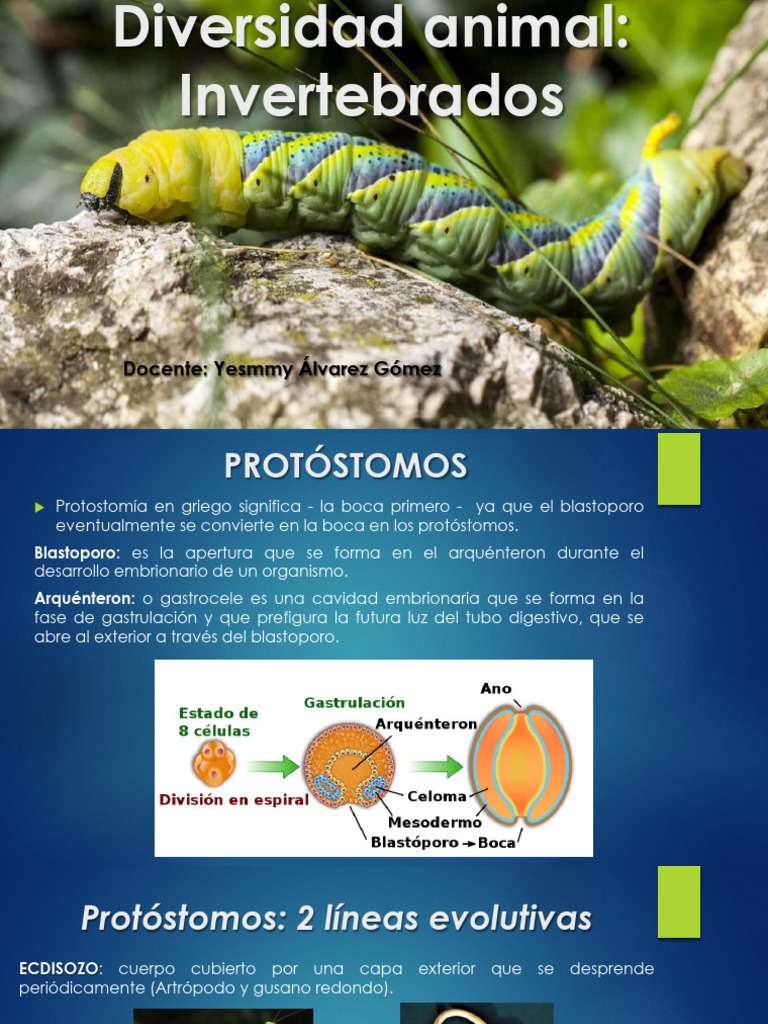 Invertebrados: Clasificación y Características | PDF | Boca | Zoología