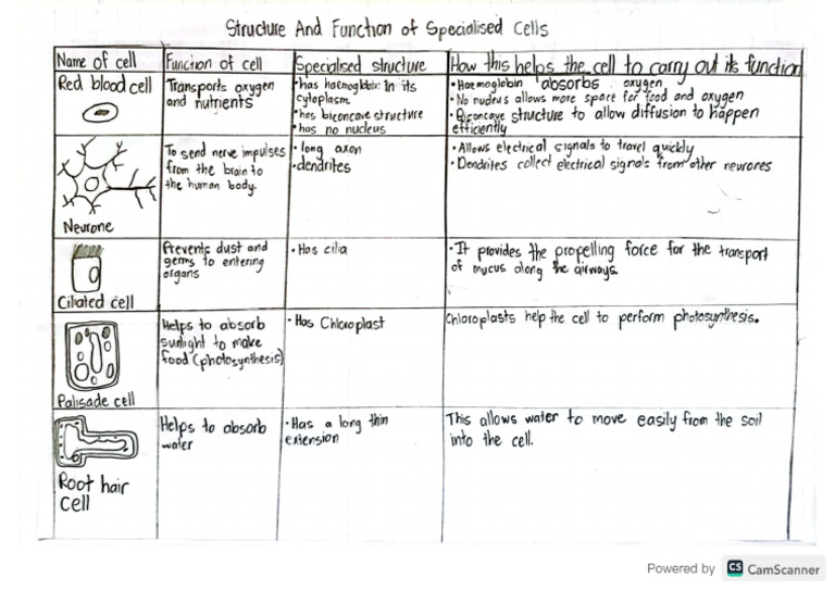 Kingsley Ong Structure and Function of Specialised Cells | PDF