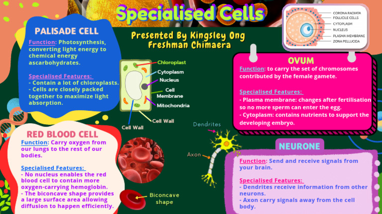 Specialized Cells and Their Functions | PDF