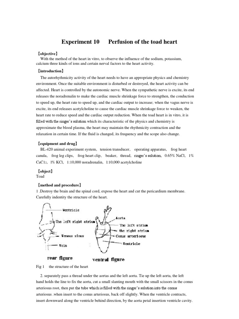 Perfusion of Toad Heart | PDF | Ventricle (Heart) | Heart