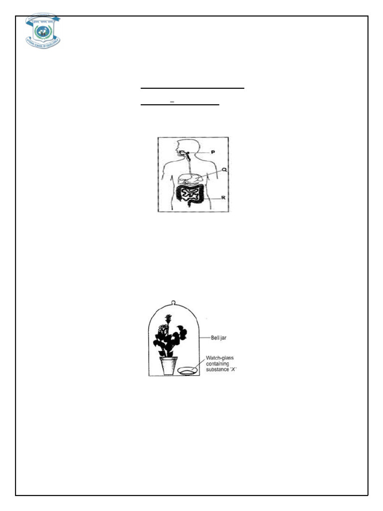 Class X Biology Worksheet: Life Processes | PDF | Vein | Artery