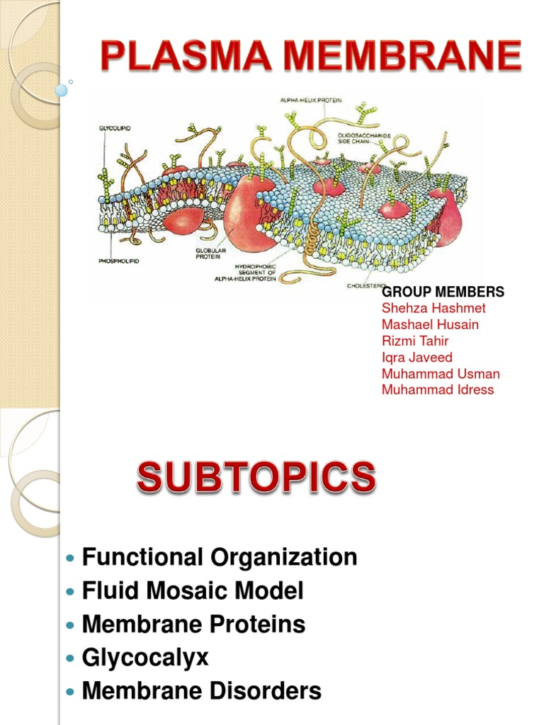 Plasma Membrane | PDF | Cell Membrane | Proteins