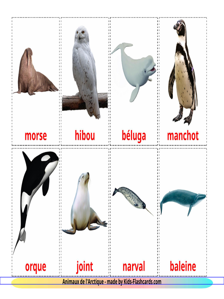 Animaux de Larctique 8 A4 | PDF