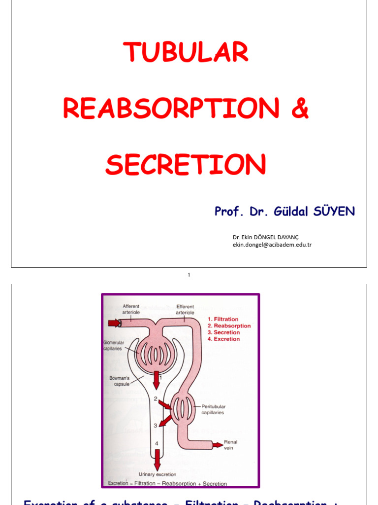Tubular Reabsorption and Secretion | PDF | Kidney