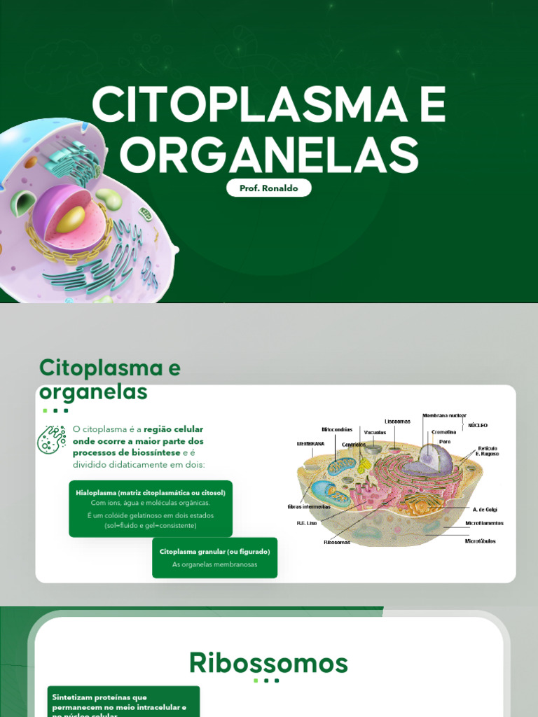 Estrutura e Funções do Citoplasma Celular | PDF | Lisossoma | Citoplasma