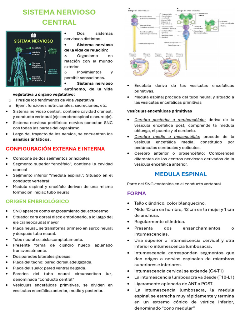 Sistema Nervioso Central Resumen Rouviere | PDF | Médula espinal | Sistema nervioso central