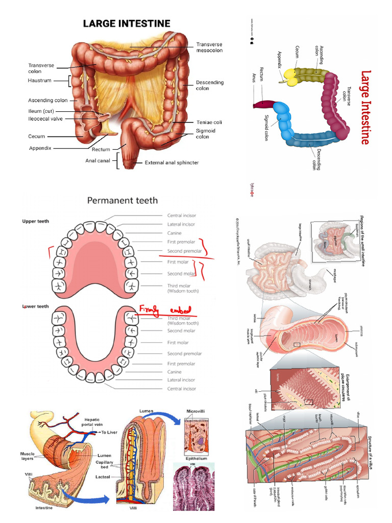 Nutrition 2 Diagram | PDF