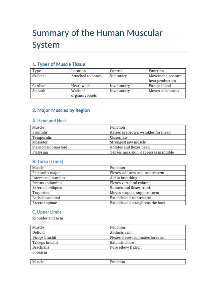 Human Muscular System Summary | PDF | Anatomical Terms Of Motion ...
