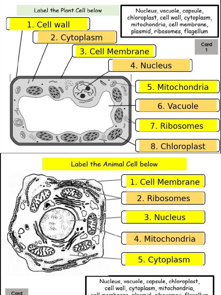 Cell Structure and Function Overview | PDF | Circulatory System | Heart