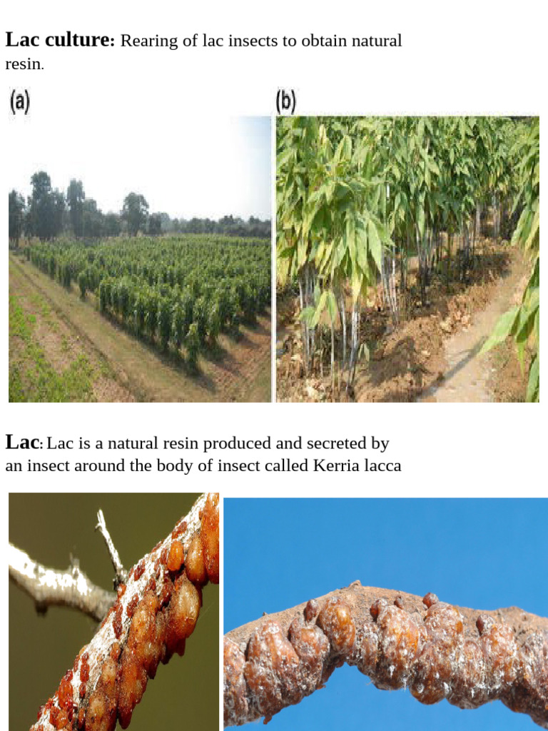 Lac Terminology | PDF