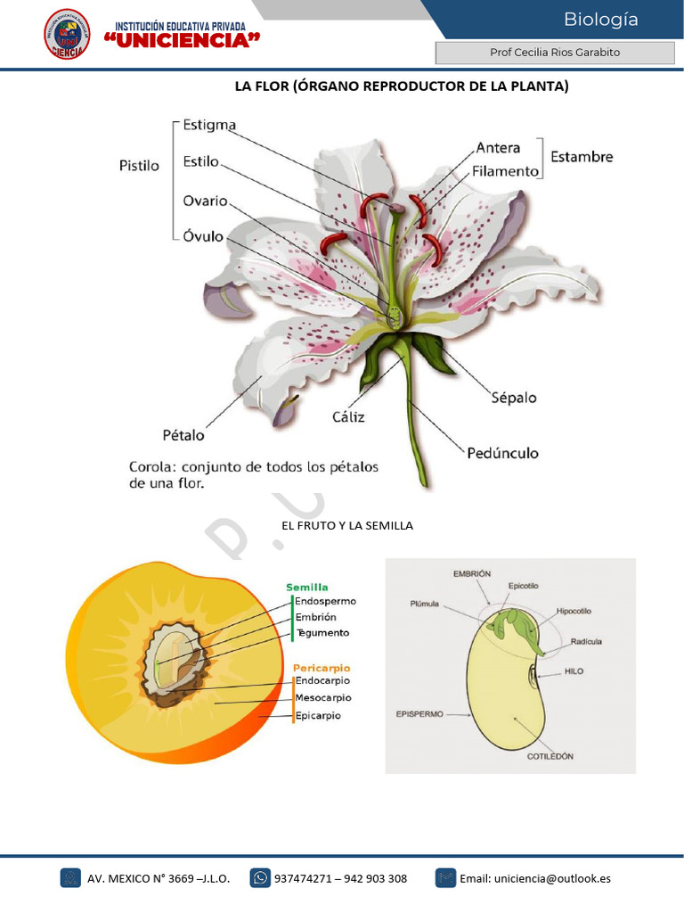 Partes y funciones de la flor | PDF
