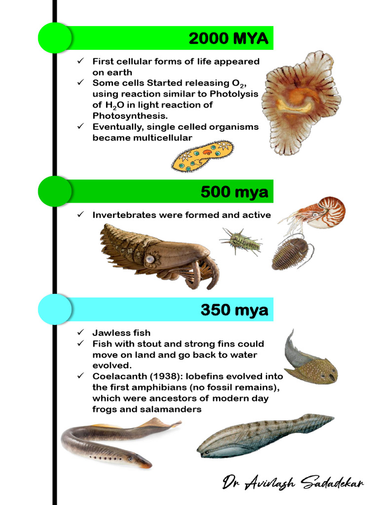 Evolution Flowchart of Life on Earth | PDF