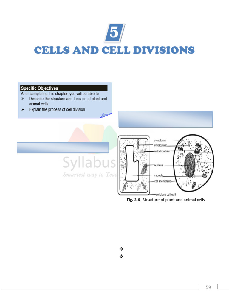 A1.0.4 Cells and Cell Divisions | PDF | Cell (Biology) | Mitosis