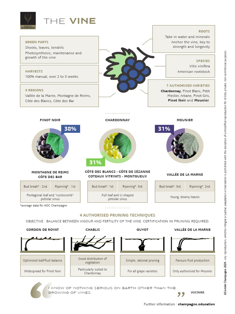 Champagne Vine Growth and Varieties Guide | PDF | Vitis | Fermented Drinks
