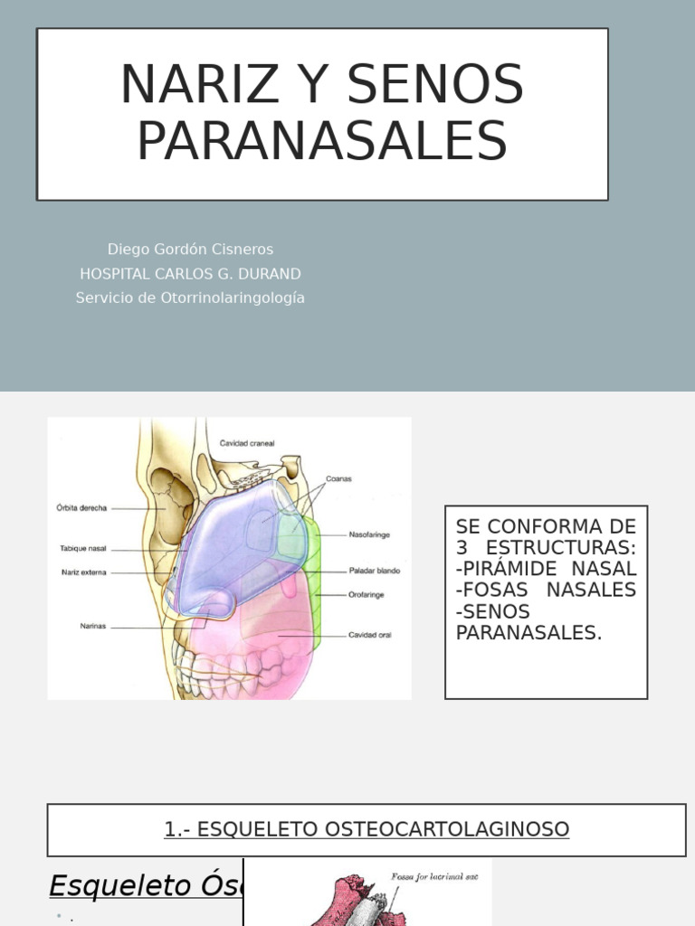 Expo Nariz y Senos Paranasales | PDF