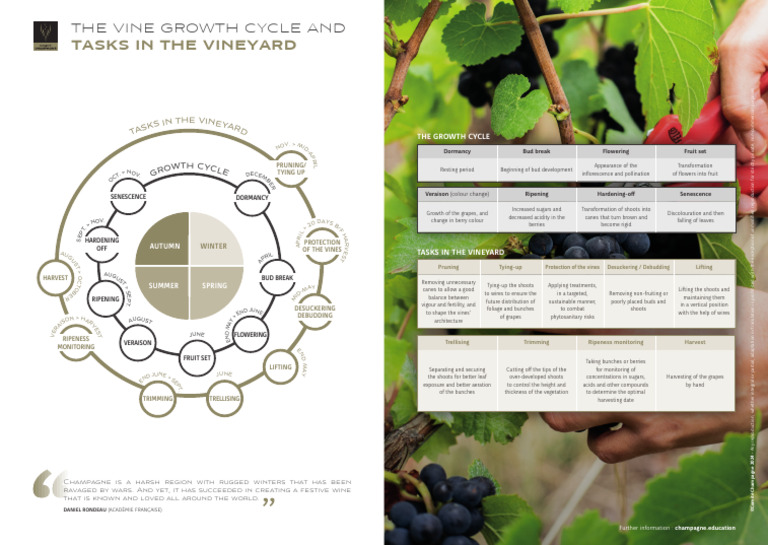 Factsheet Vine Growth Cycle Champagne EN | PDF | Edible Fruits ...