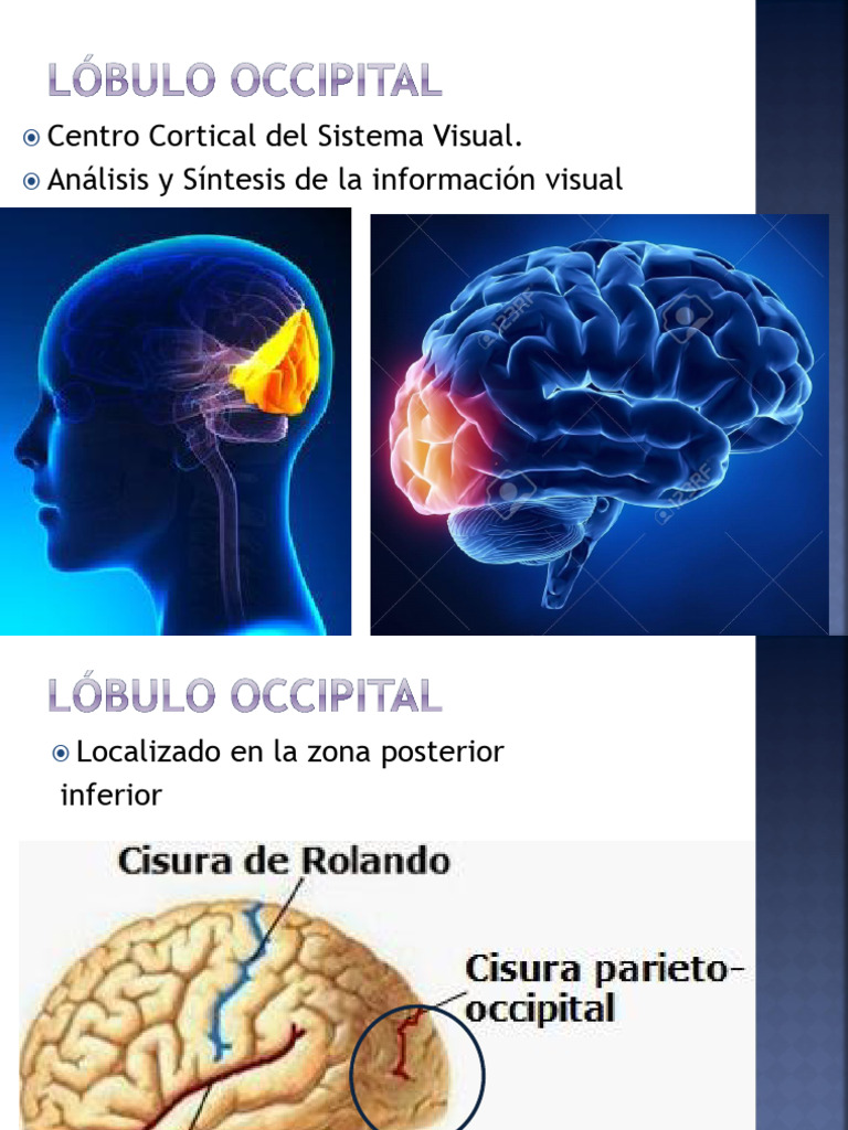 Lóbulo Occipital Pdf
