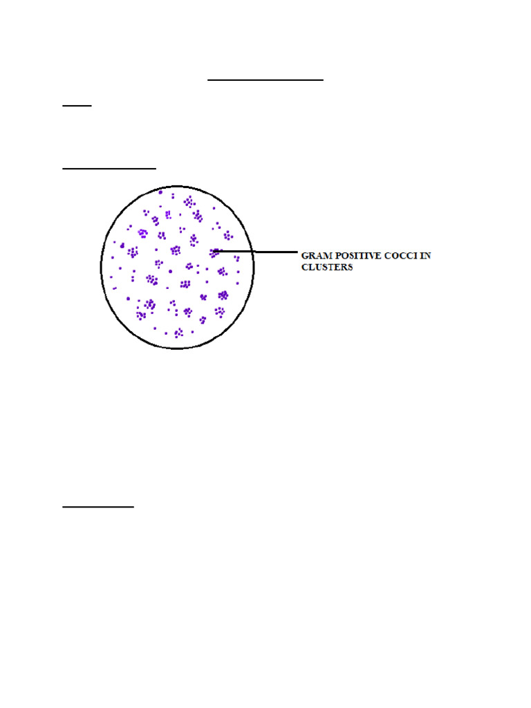 Practical Exercise - 2 - Gram Stain (GPC) | PDF