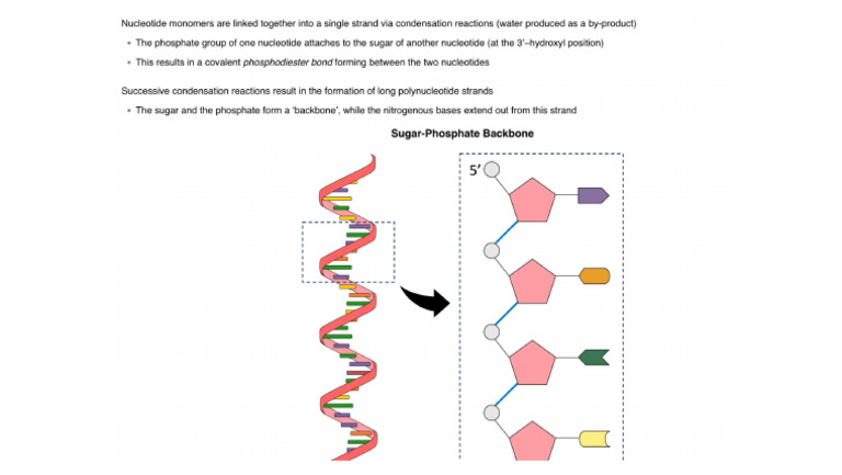 IB BIOLOGY - Strand Formation | PDF