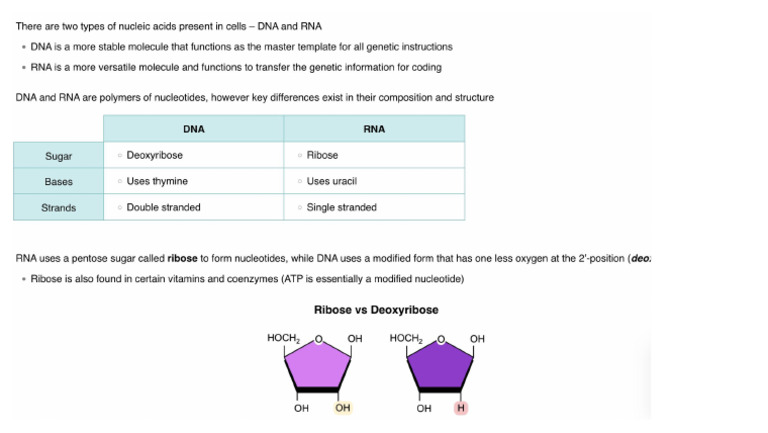 IB BIOLOGY - DNAvsRNA | PDF