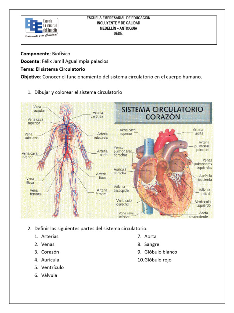Sitema Circulatorio Taller | PDF