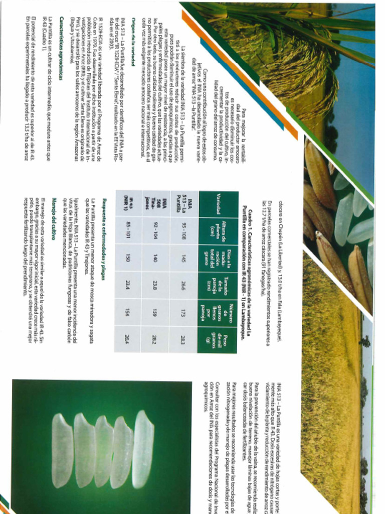 Modelo de Tripticos Impresion 6 | PDF