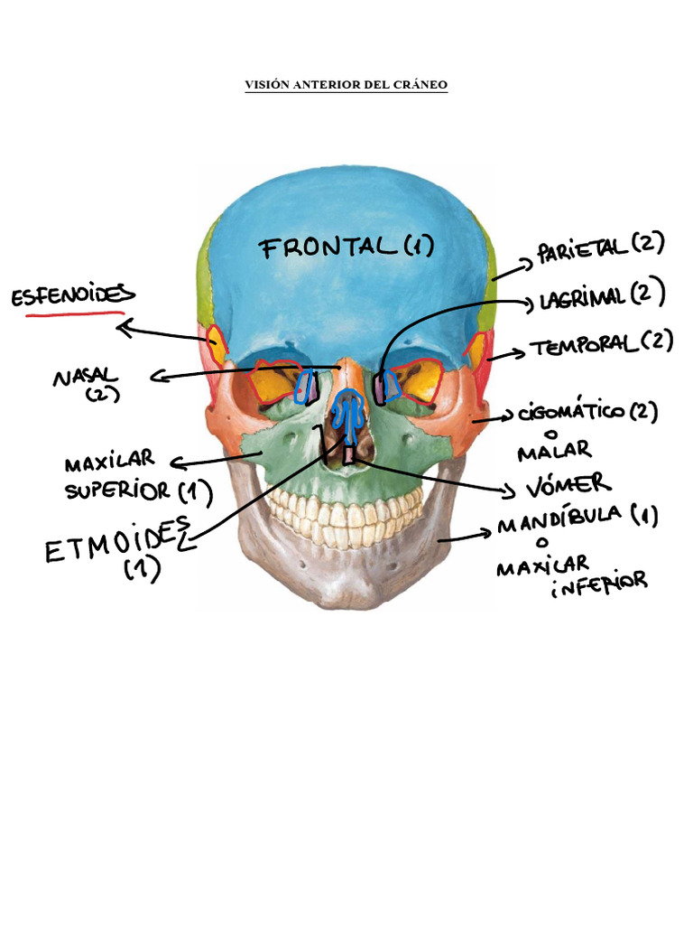 Huesos Del Cráneo 2 | PDF