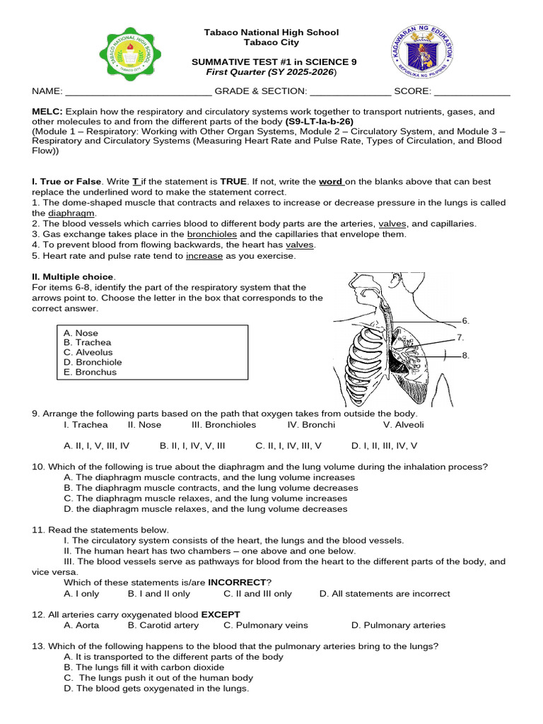 Summative Test 1 Q1melc1 | PDF | Circulatory System | Lung